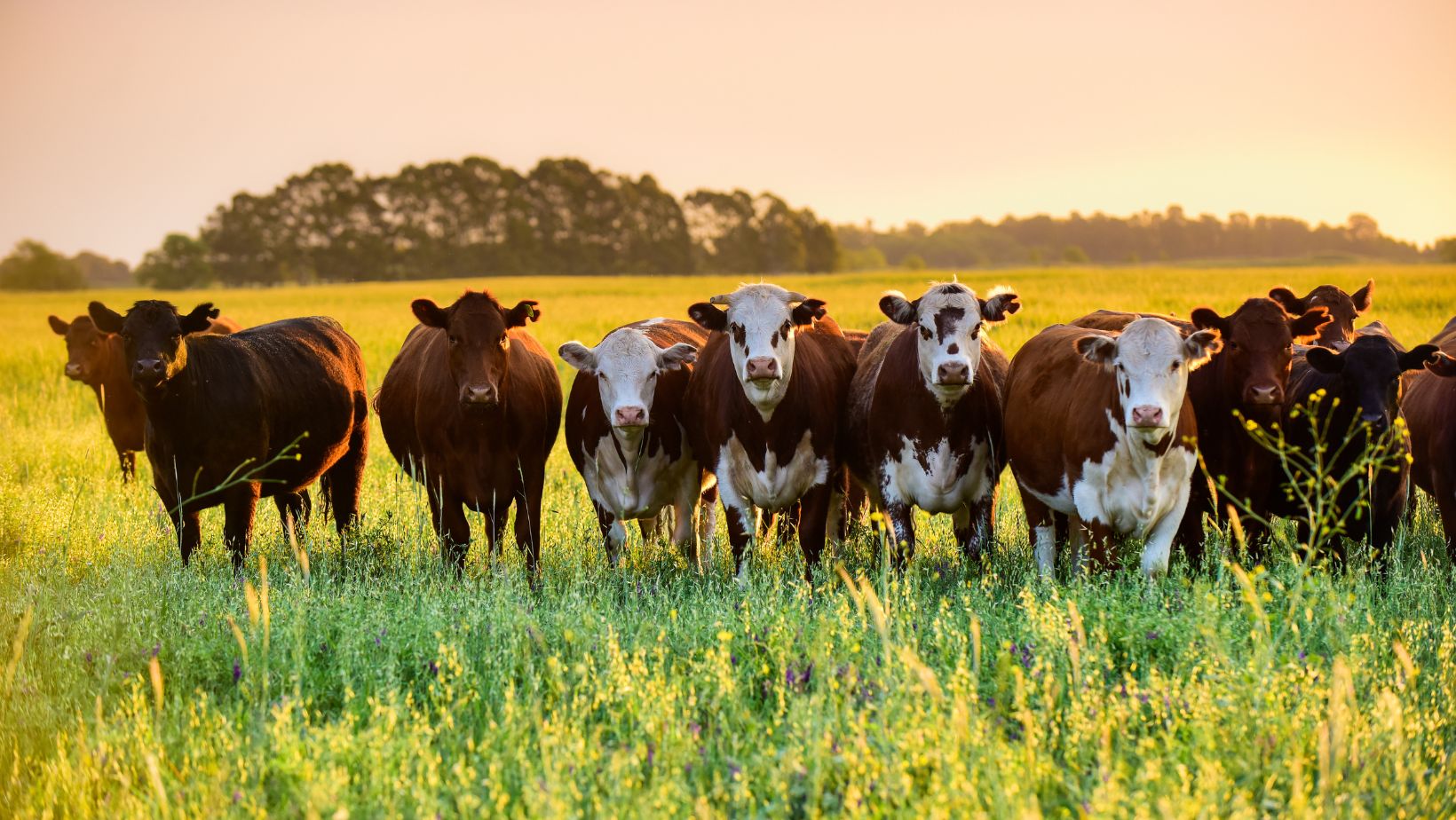 The Role of Automatic Livestock Waterers in Modern Farming - SPI Plastics