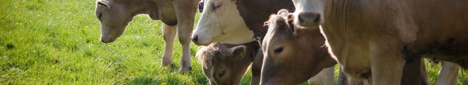 The Advantages of SPI's Automatic Livestock Waterers - SPI Plastics