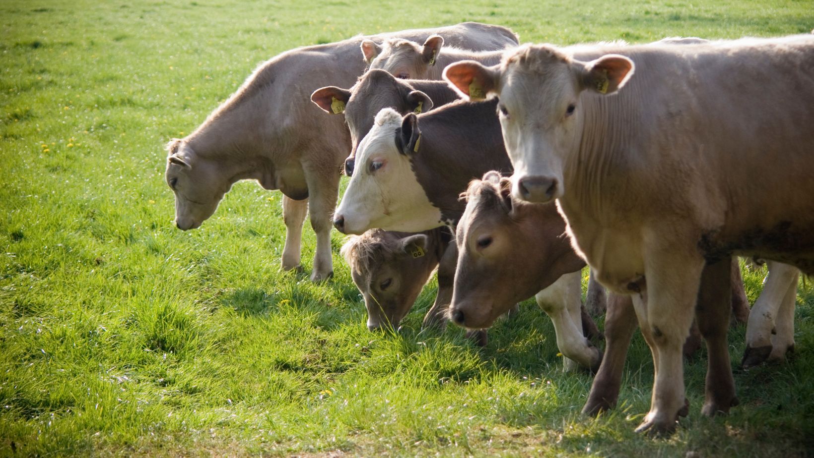 The Advantages of SPI's Automatic Livestock Waterers - SPI Plastics