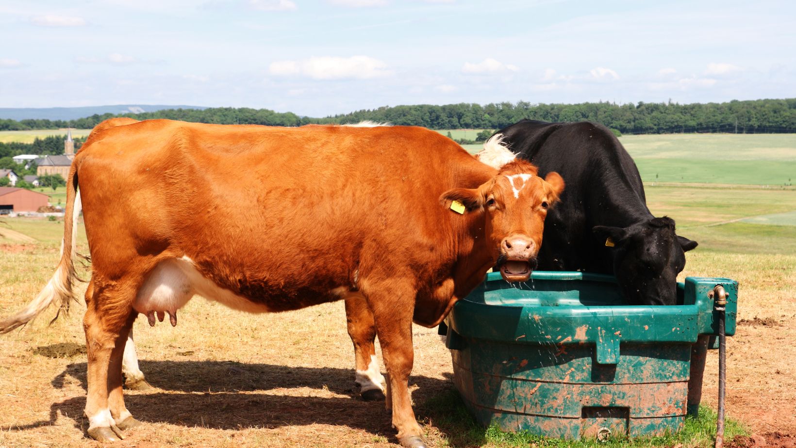 How To Find the Right Livestock Water Trough For Your Farm - SPI Plastics