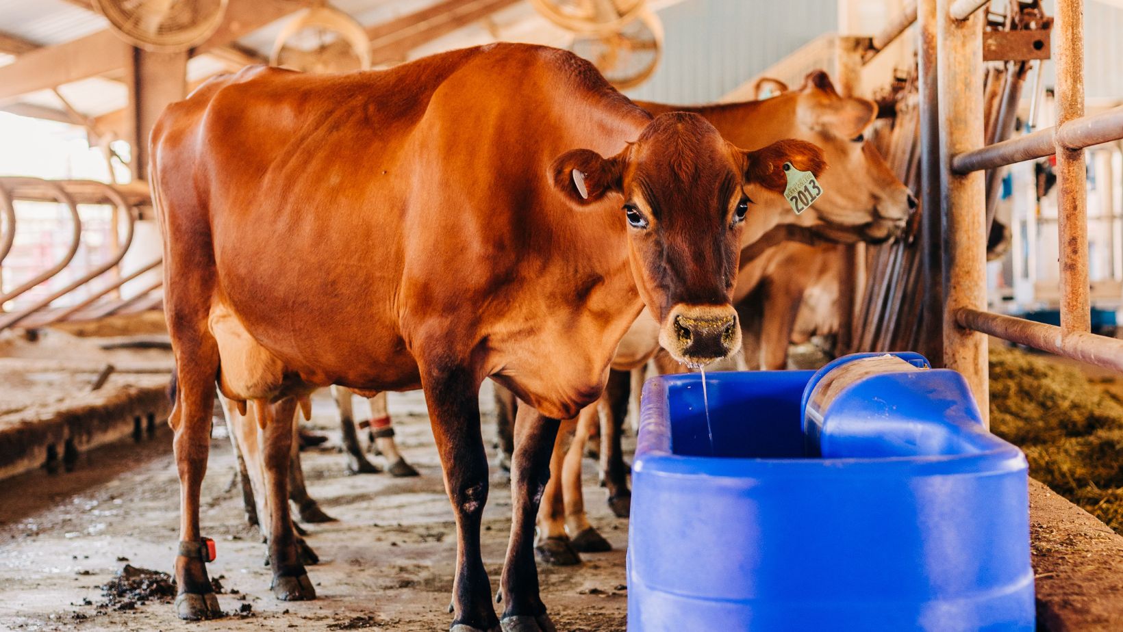 Understanding the Water Needs of Different Farm Animals - SPI Plastics
